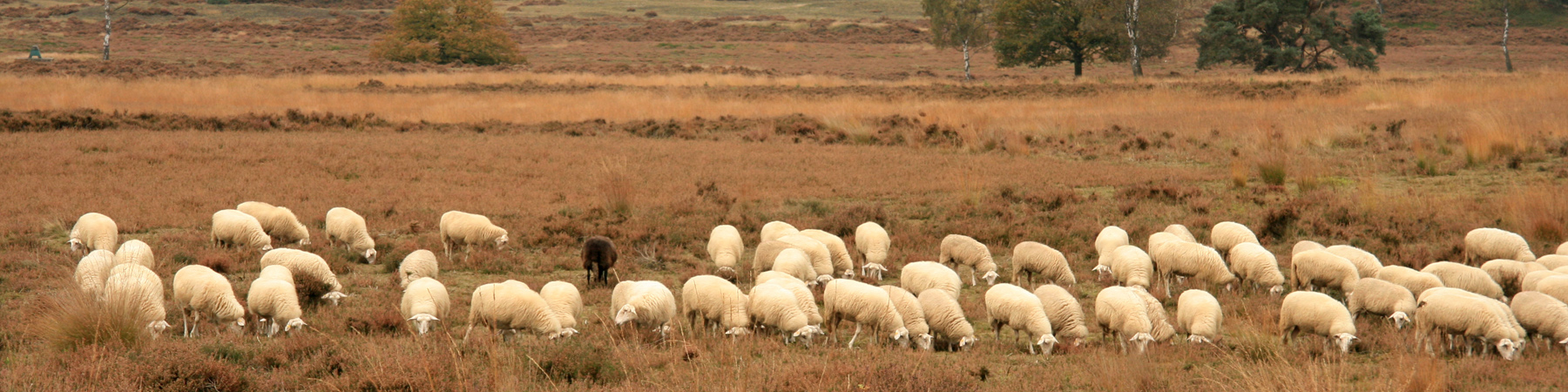Recreatiepark Heidekamp, kom de Veluwe verkennen - Recreatiepark Heidekamp